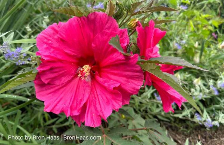 Watermelon Ruffle Hibiscus – Bren Haas