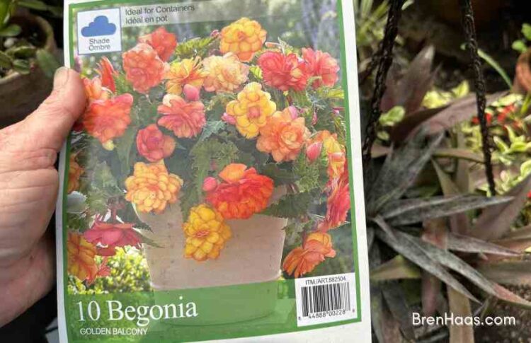 How to Grow Begonia Tubers – Creative Living with Bren Haas