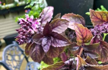 Creative Living with Bren Haas – gardening tips and tricks, recipes ...